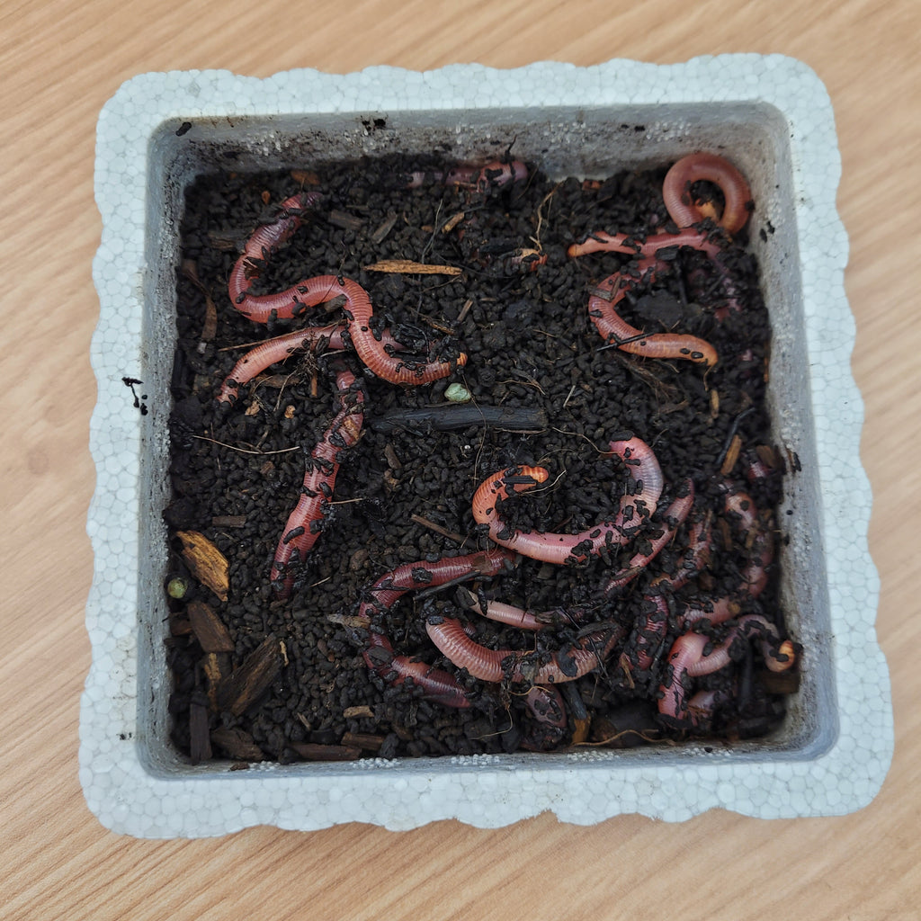Red Worm 24 (In Store Pickup only) – Aquariums West