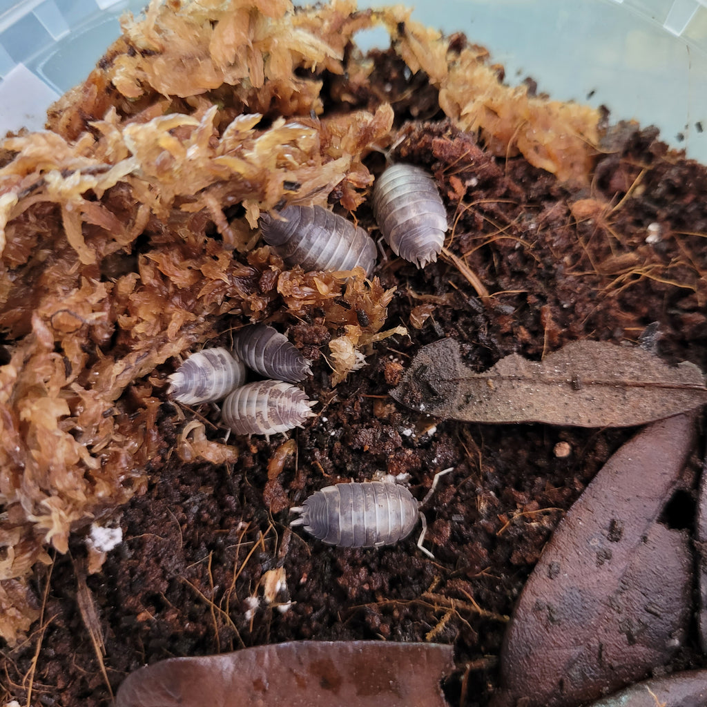 Isopod - Porcellio laevis - Milkback (12+ count) – Aquariums West