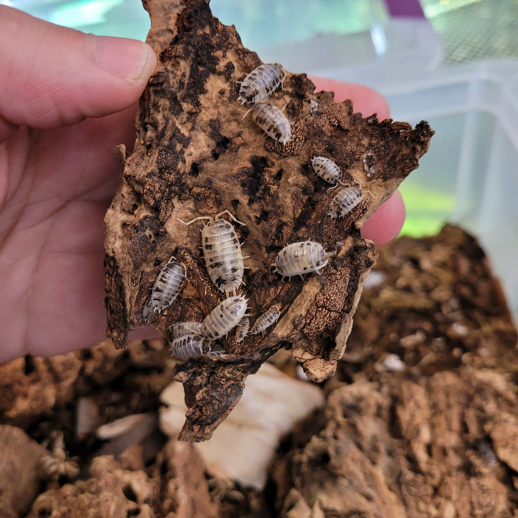 Springtails/Isopods – Aquariums West