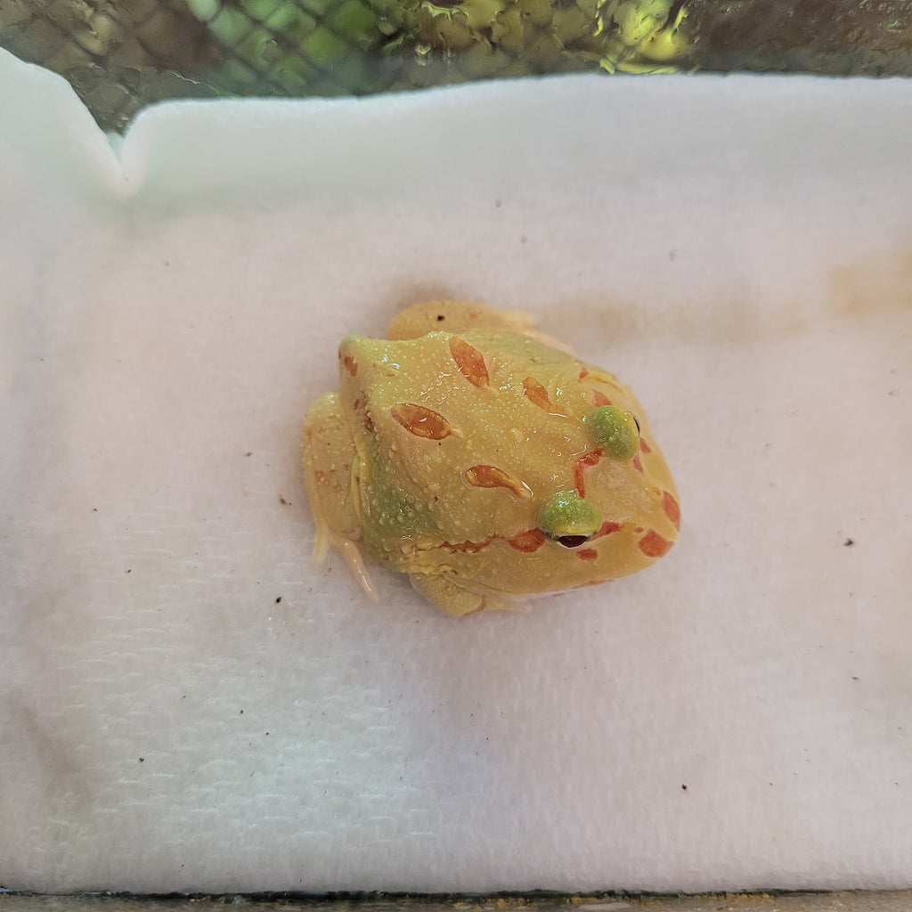 Amphibian - Frog - Pacman Albino – Aquariums West