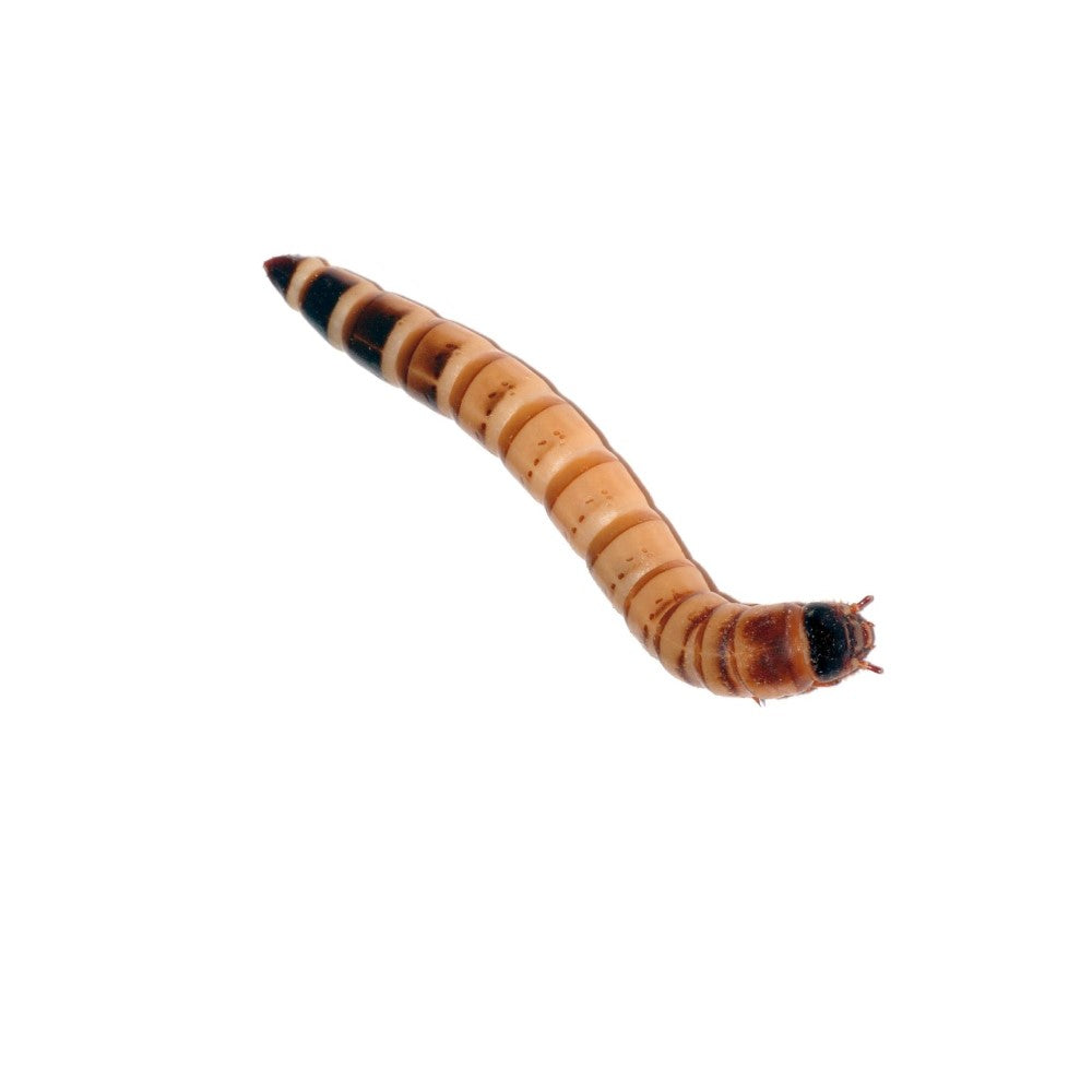 King/Super Worms (In Store Pickup only) – Aquariums West