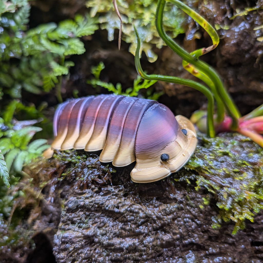 3D Printed - Isopod Purple (9cm) – Aquariums West