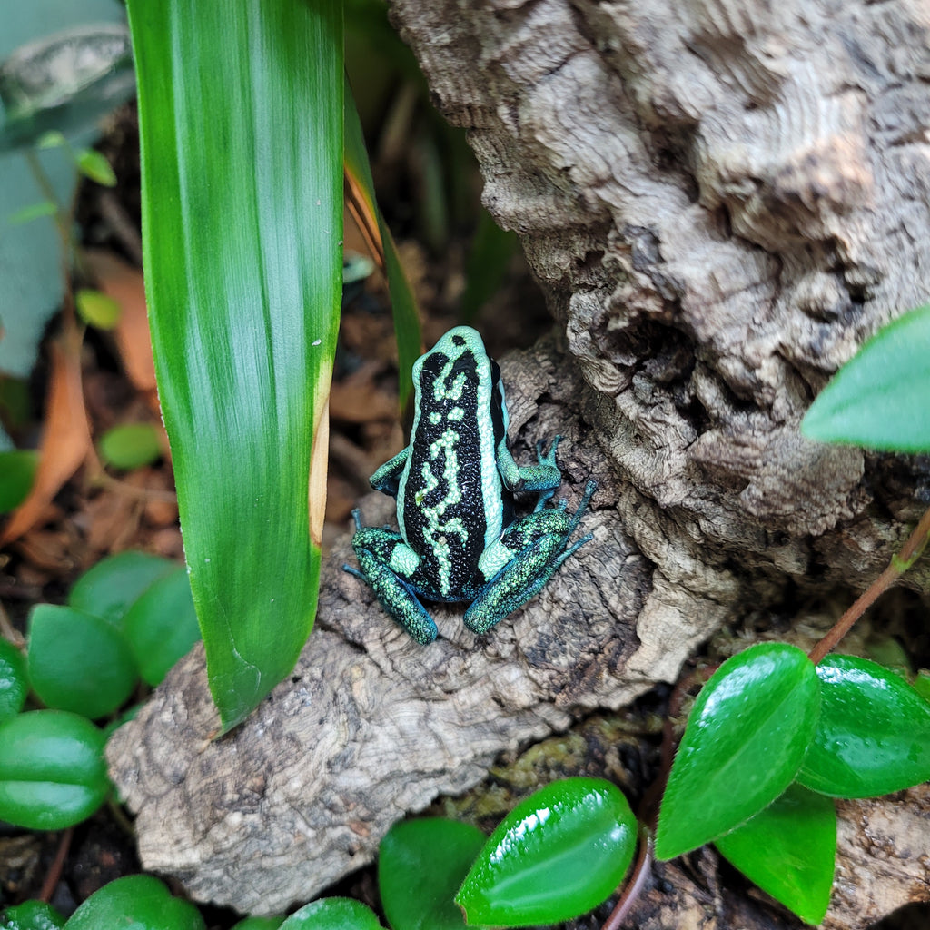 Amphibian - Frog - Dart - Chrome Green/Blue – Aquariums West