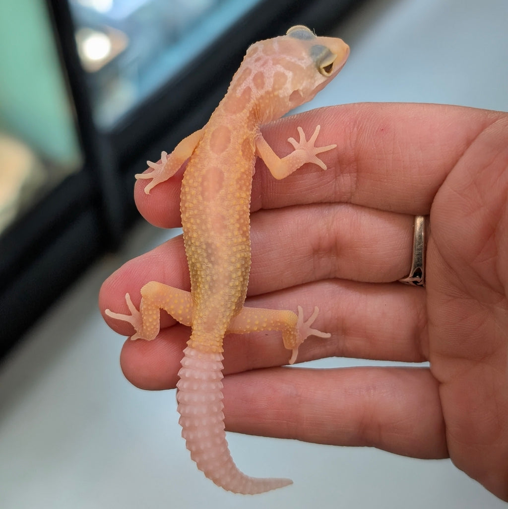 Lizard - Gecko - Leopard Lemon Leucistic – Aquariums West