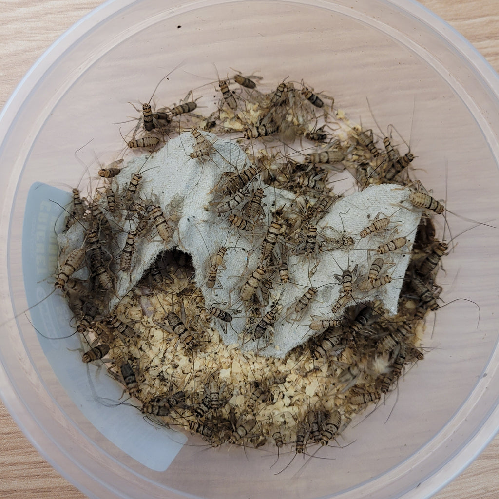 Crickets Bug Tub 1wk/2wk/5wk (In Store Pickup only) – Aquariums West