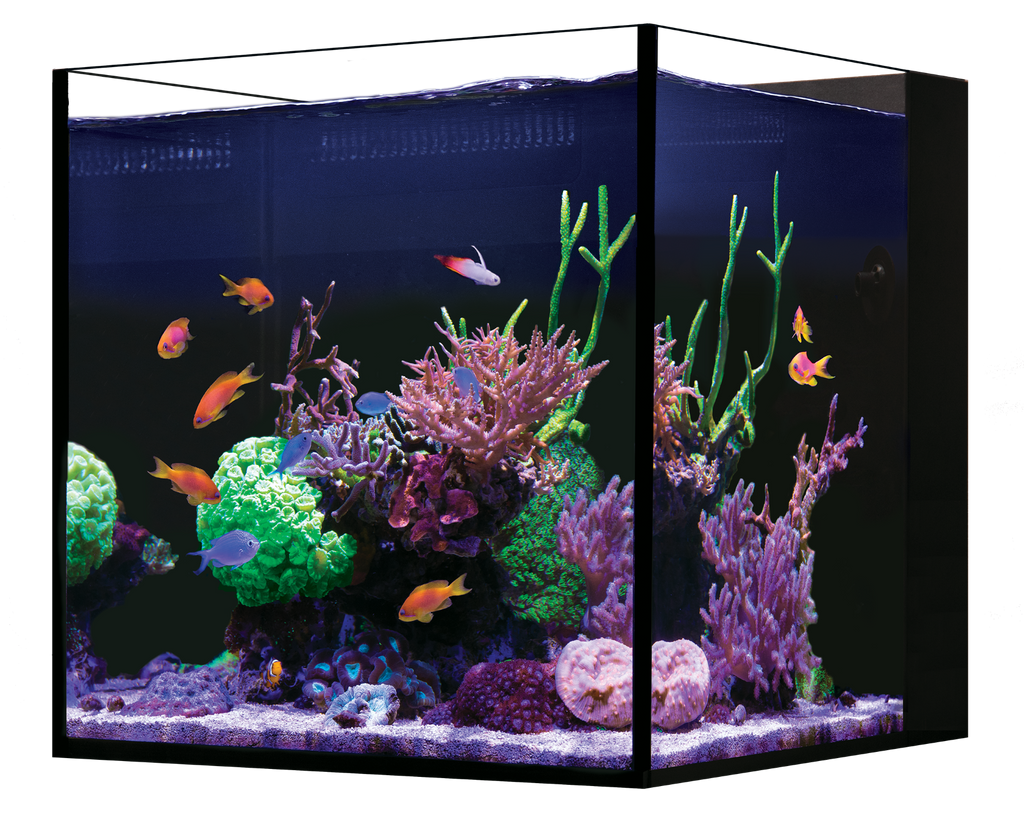 Red Sea Desktop Cube Tank 70L/18.5G – Aquariums West